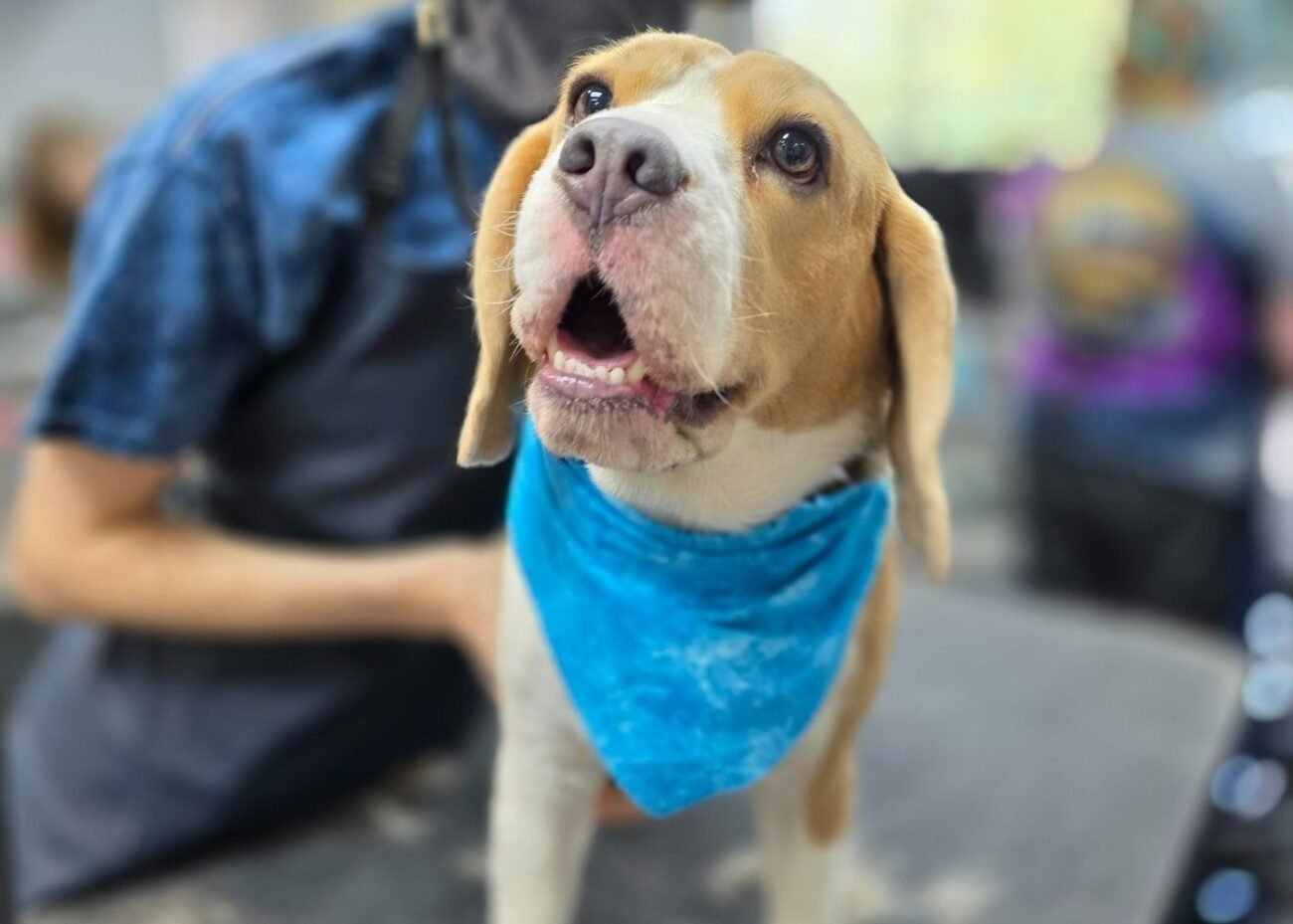 Professional Dog Grooming – Bathing, Brushing, & Trimming - Hippie ...