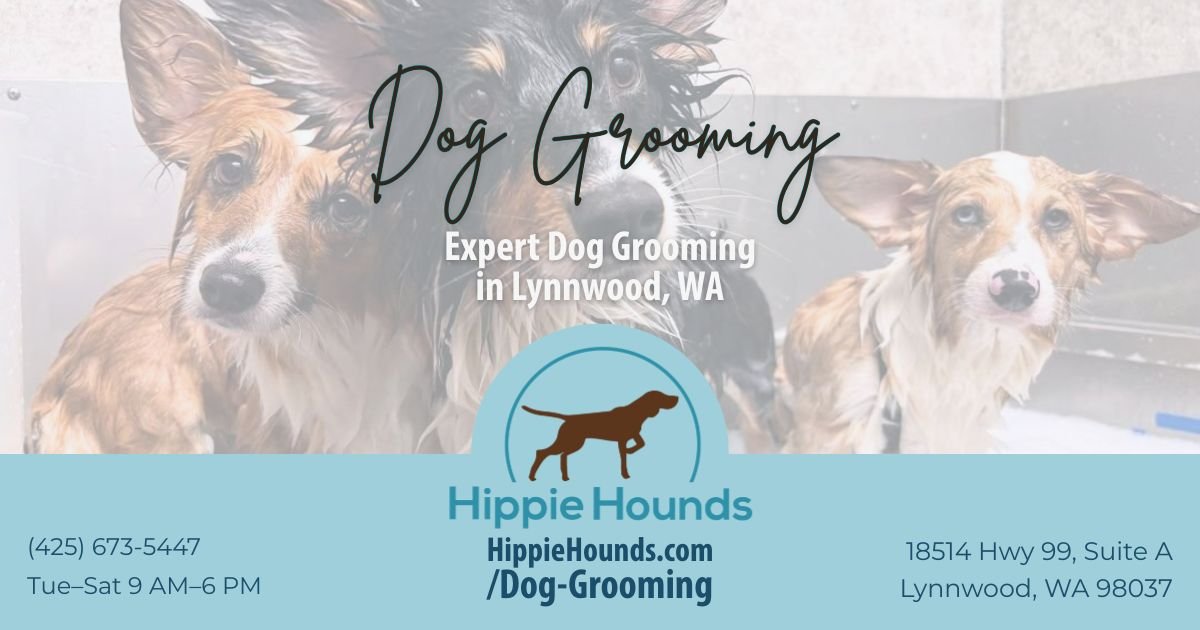 Professional Dog Grooming – Bathing, Brushing, & Trimming - Hippie ...